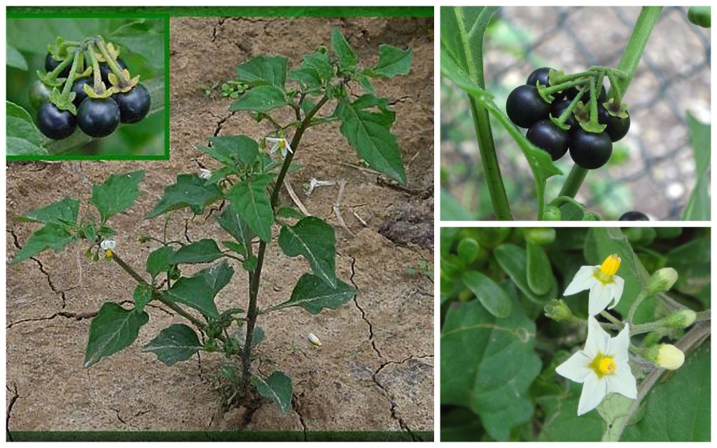 Annie’s Msobo Jam – Vrystaat Confessions