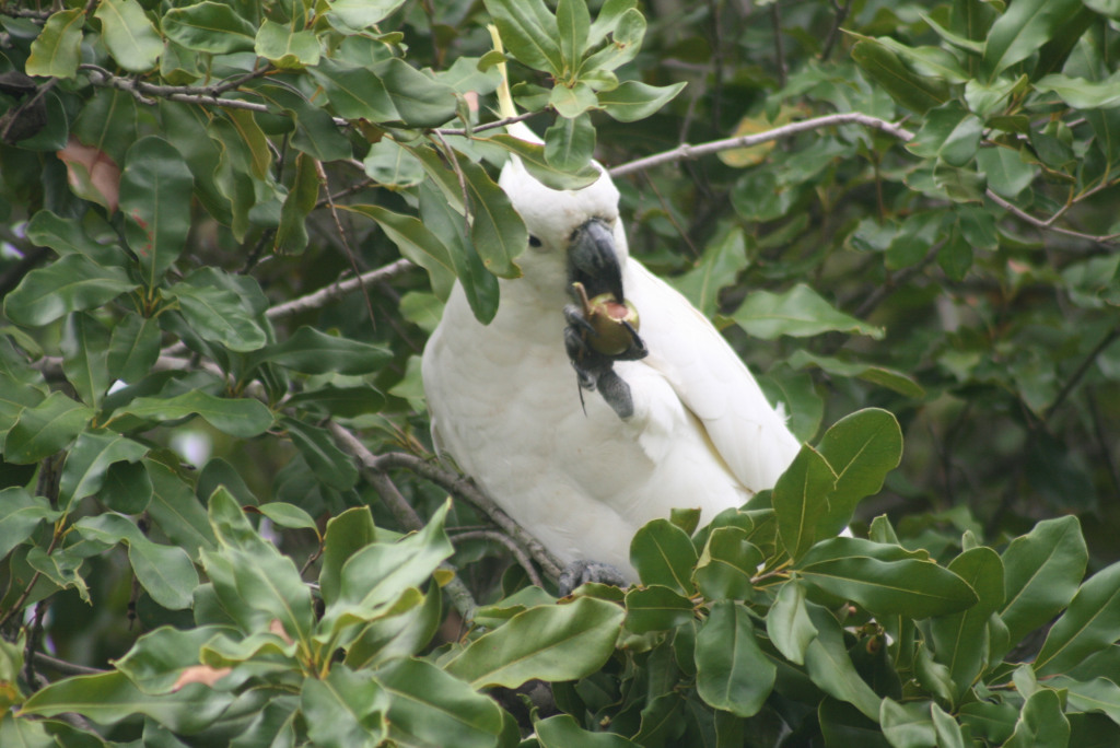 Cocky and the Cockatoo | Vrystaat Confessions