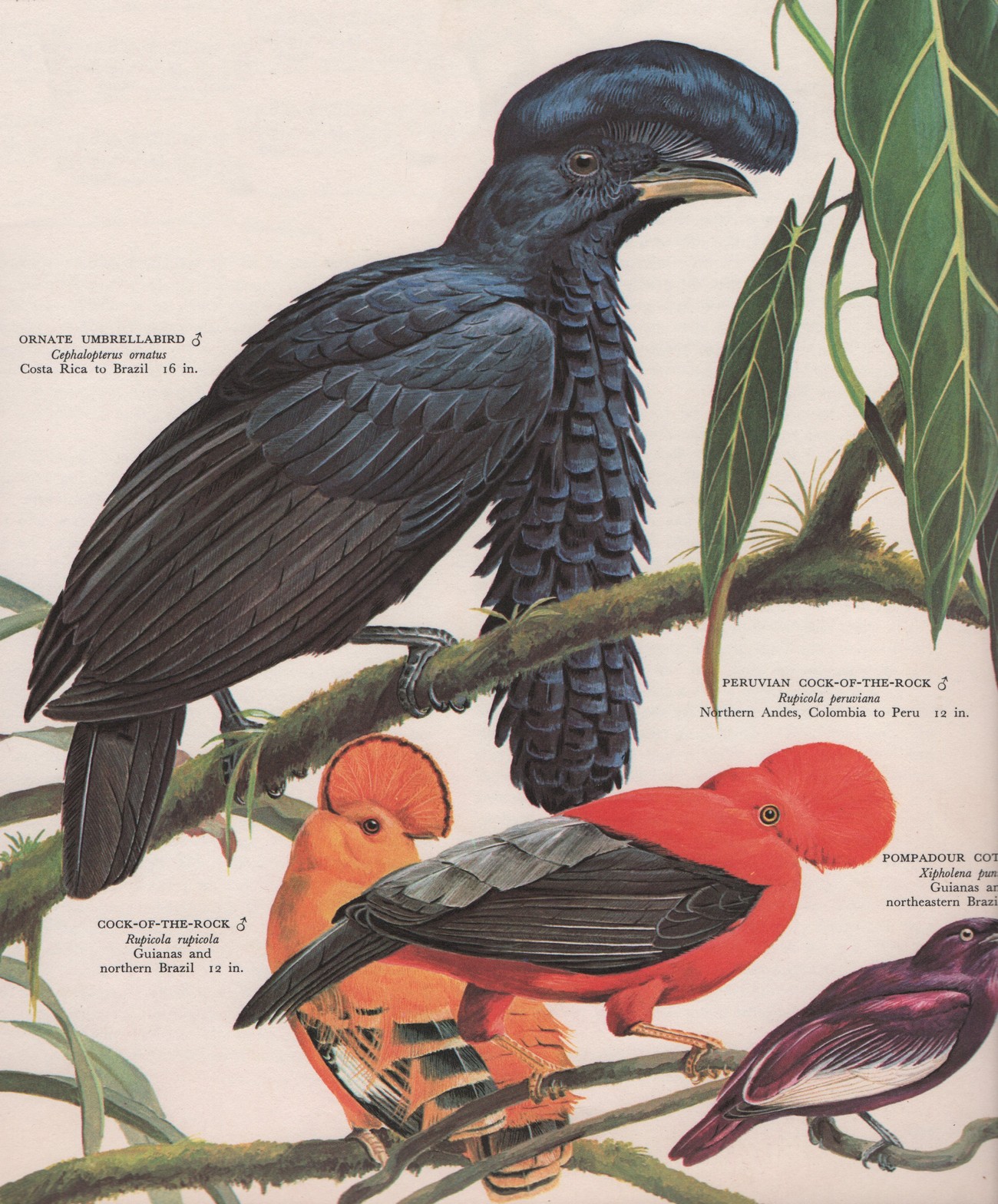 Early Bird Book | Vrystaat Confessions