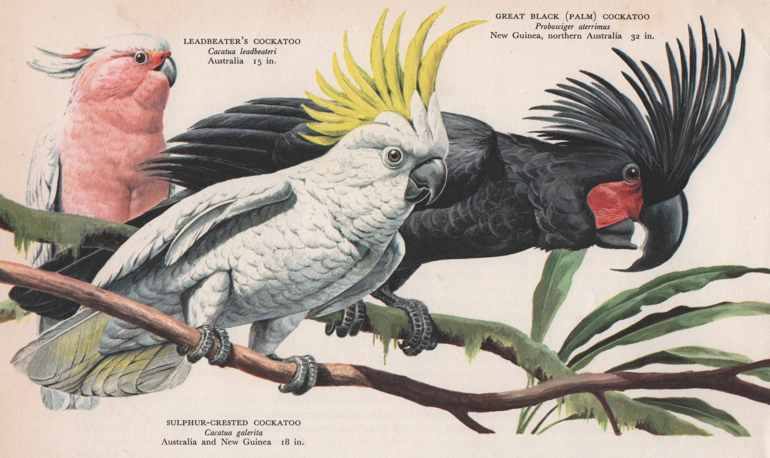 Early Bird Book – Vrystaat Confessions