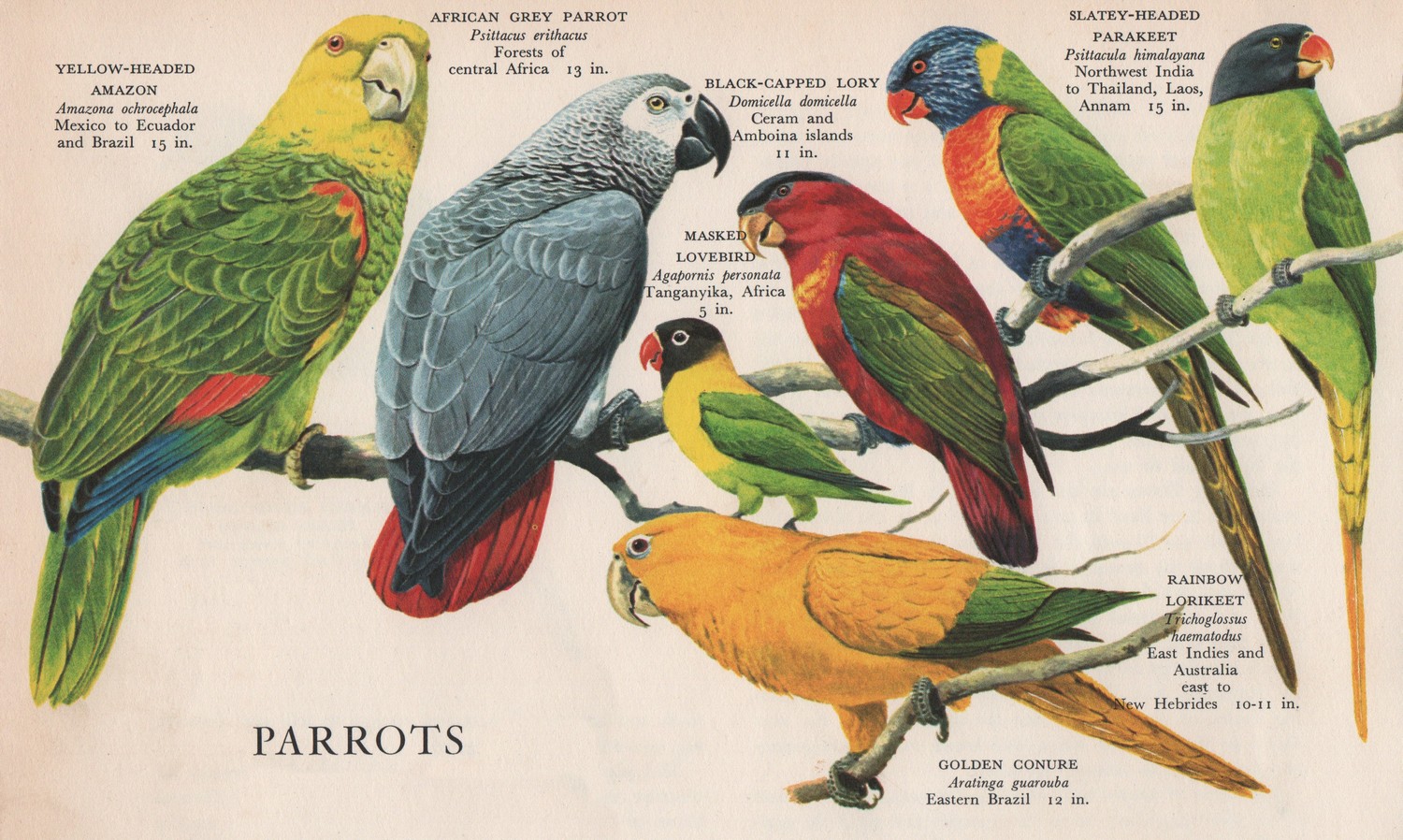 Early Bird Book | Vrystaat Confessions