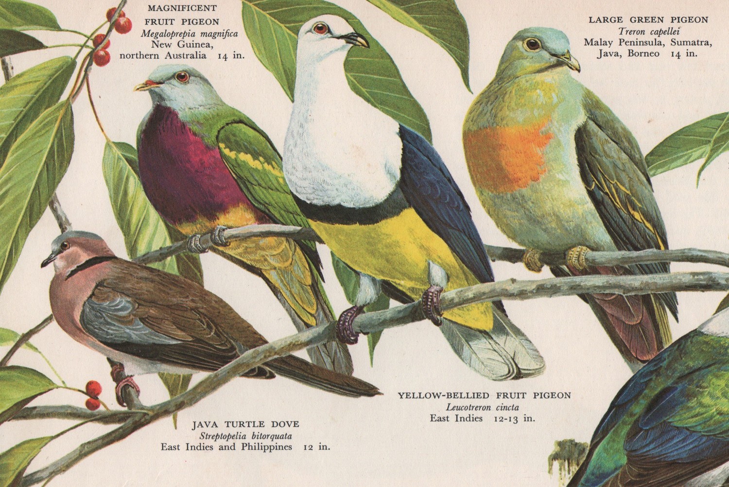 Early Bird Book | Vrystaat Confessions