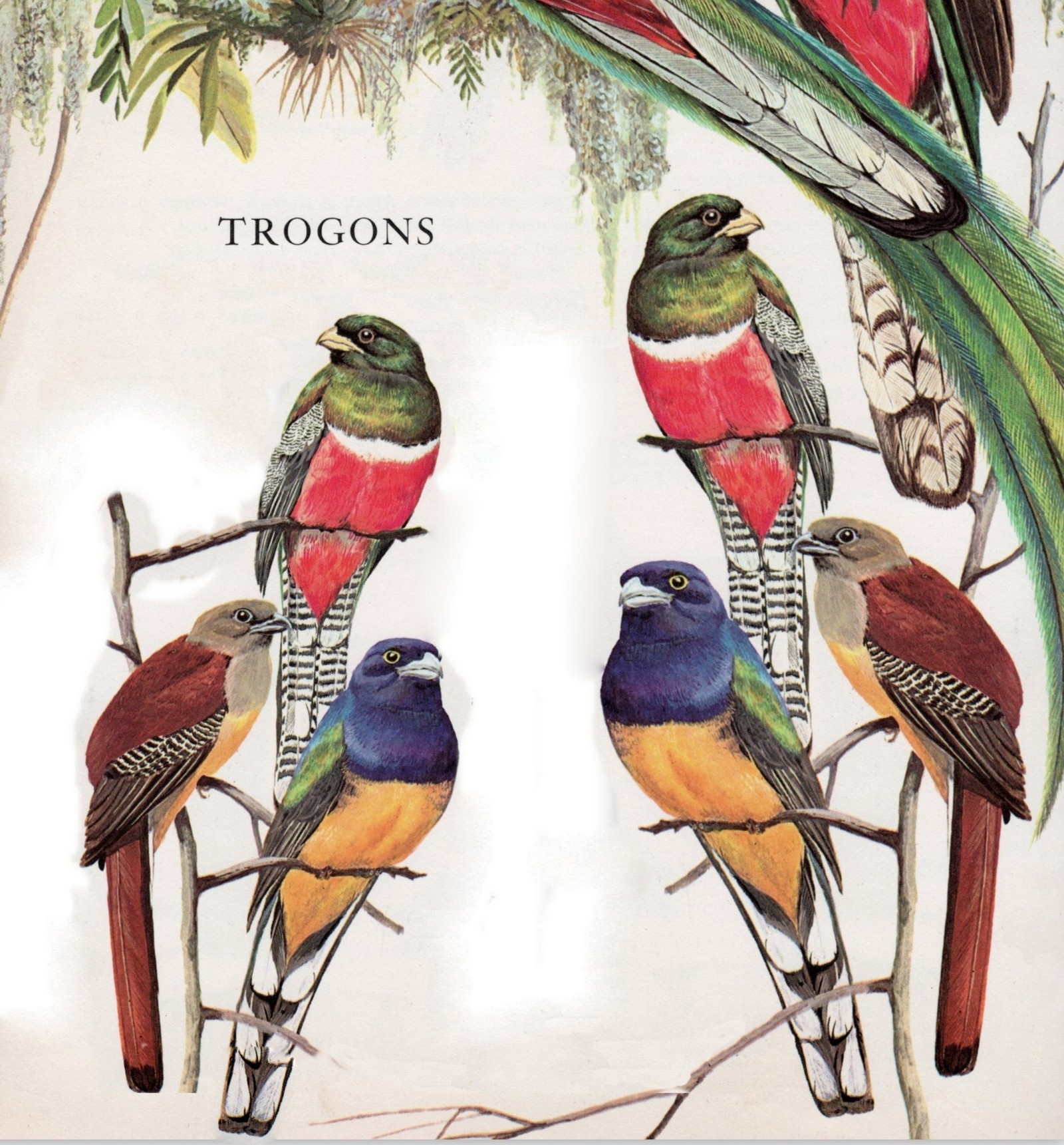 Early Bird Book | Vrystaat Confessions