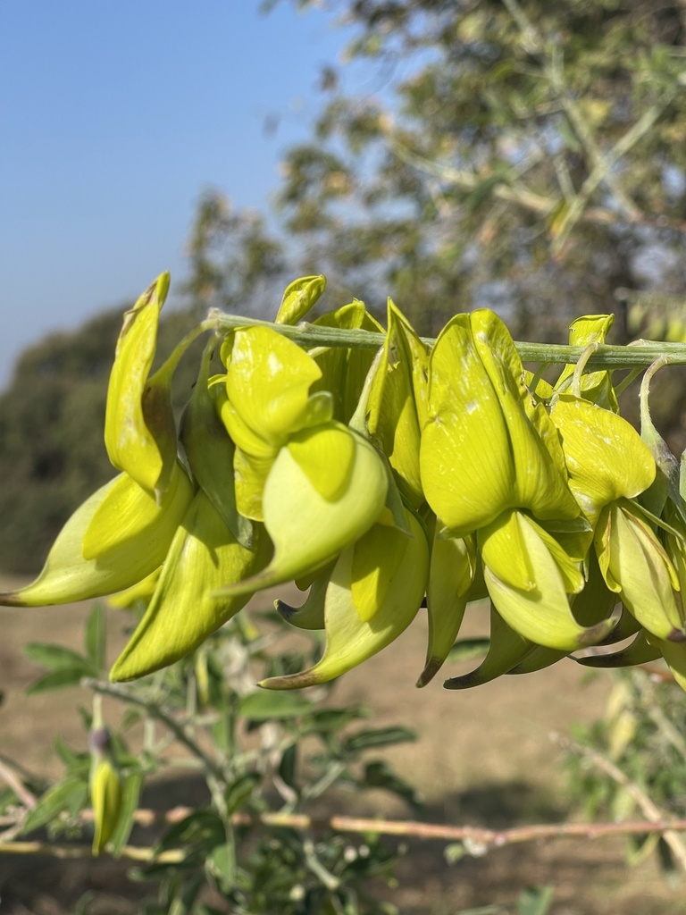 Canary Bird Bush – Vrystaat Confessions