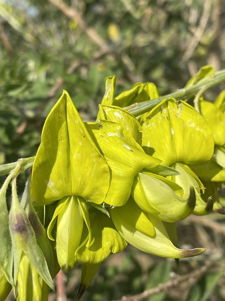 Canary Bird Bush – Vrystaat Confessions